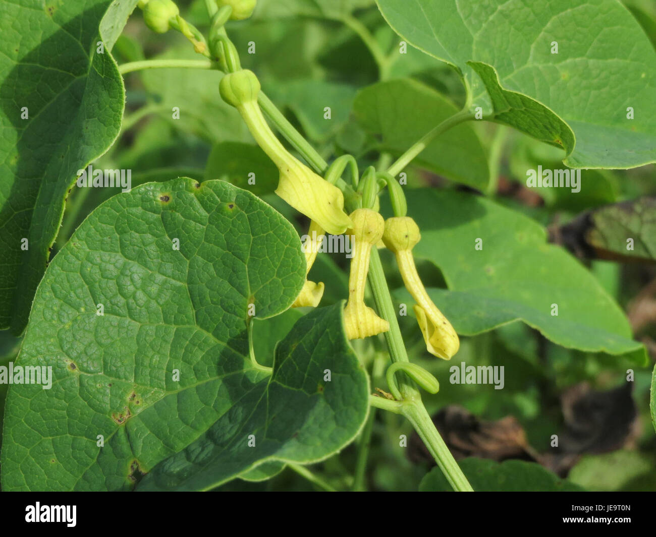 Aristolochia clematitis, commonly known as birthwort, is a plant known ...