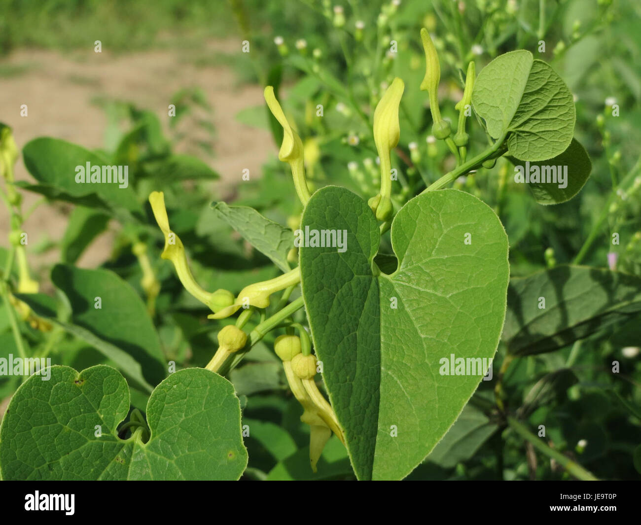 Birthwort aristolochia clematitis flowers hi-res stock photography and ...