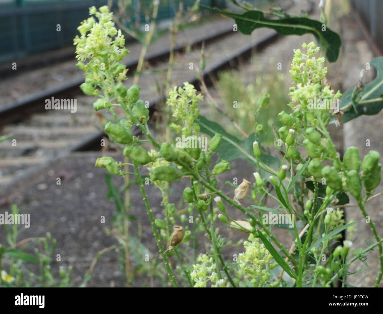 Reseda lutea, commonly known as yellow mignonette, is a flowering plant ...