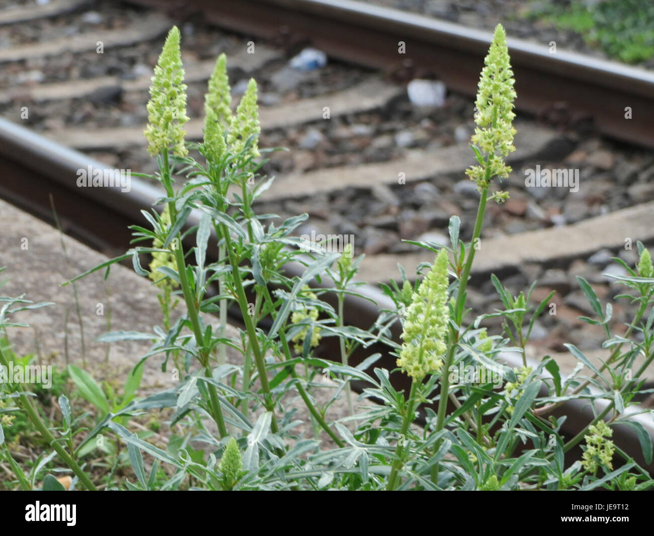A botanical image of Reseda lutea, also known as yellow mignonette ...