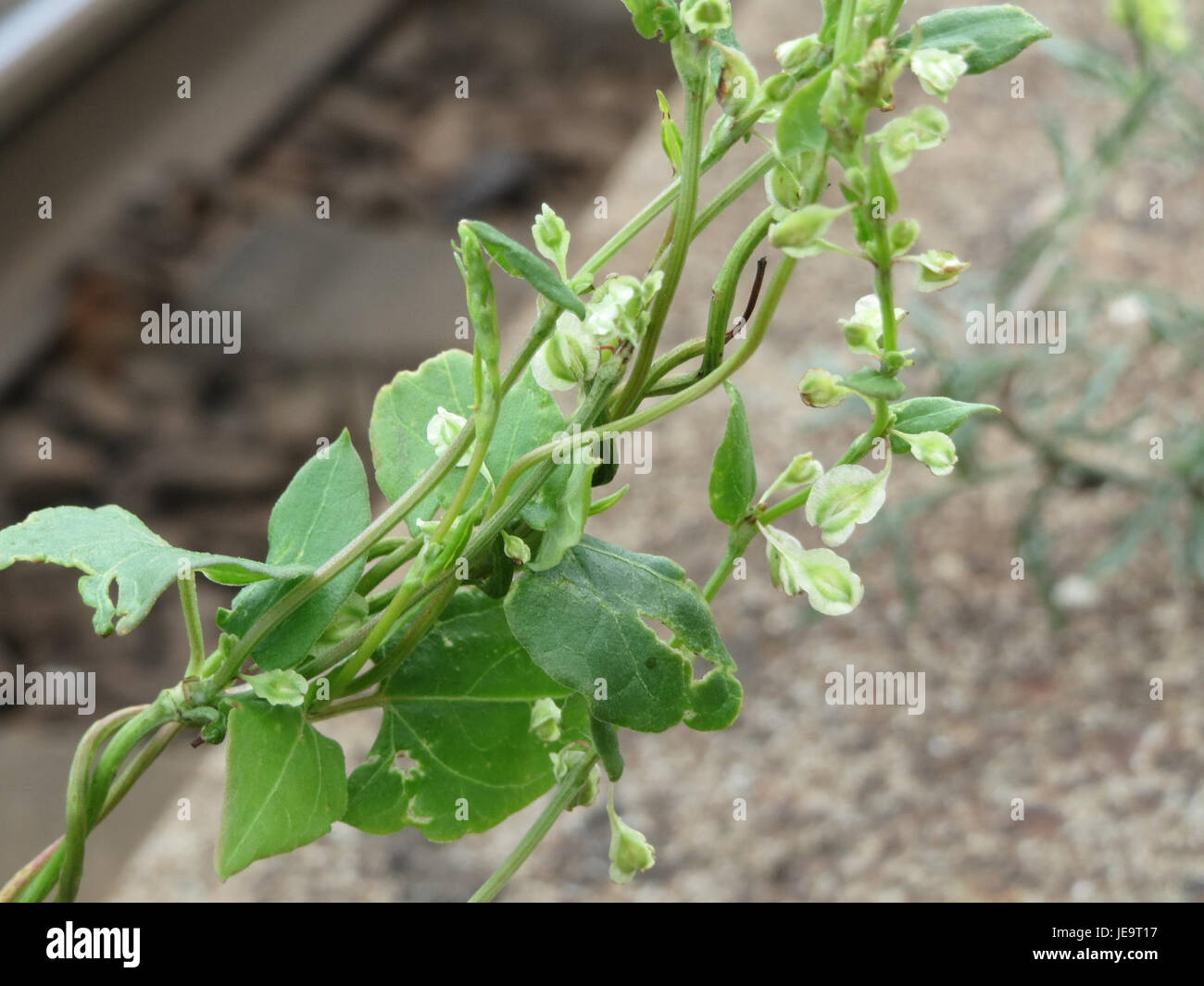 Fallopia dumetorum, commonly known as Himalayan knotweed, is an ...