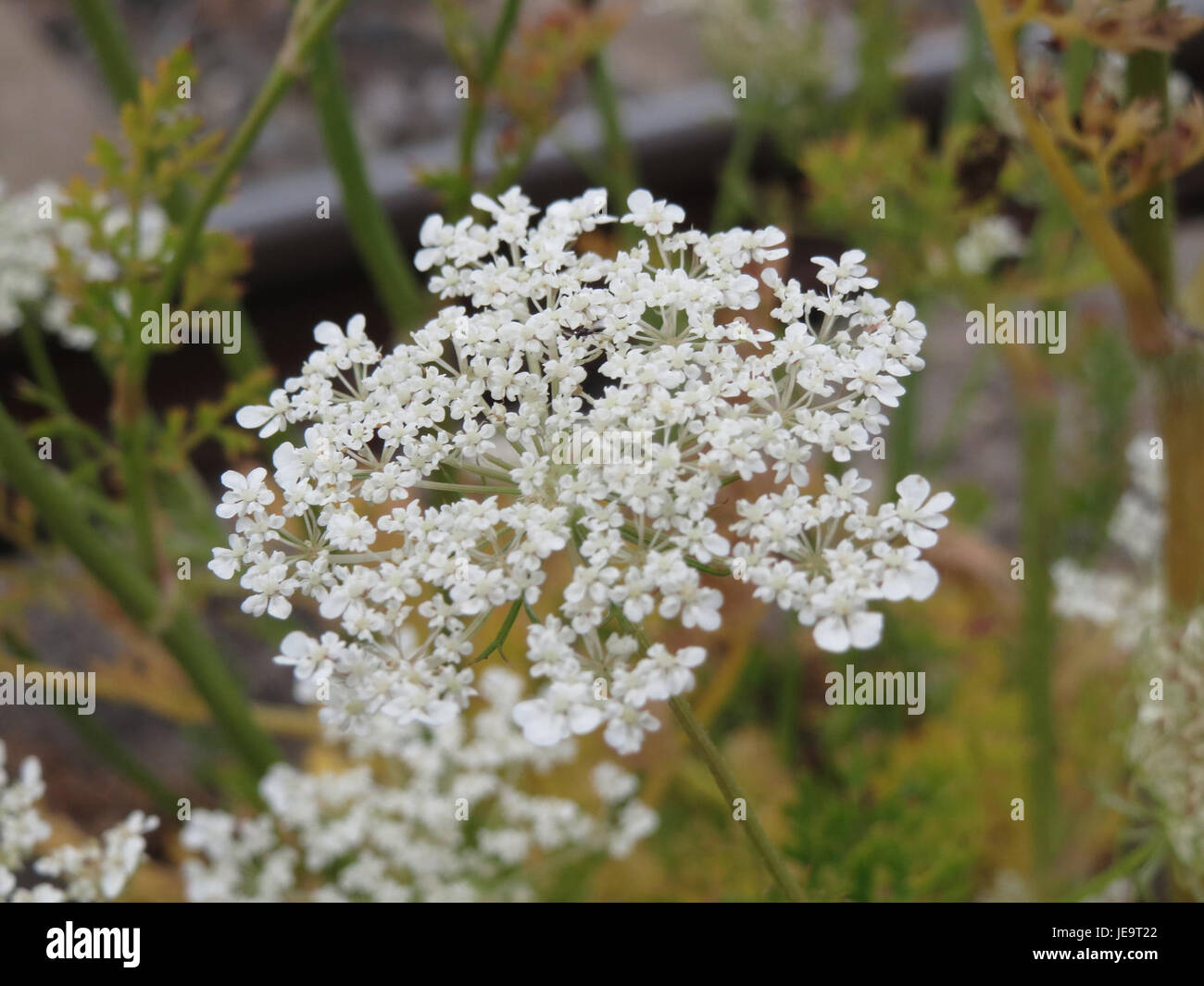 A photograph of Daucus carota, commonly known as wild carrot, showing ...