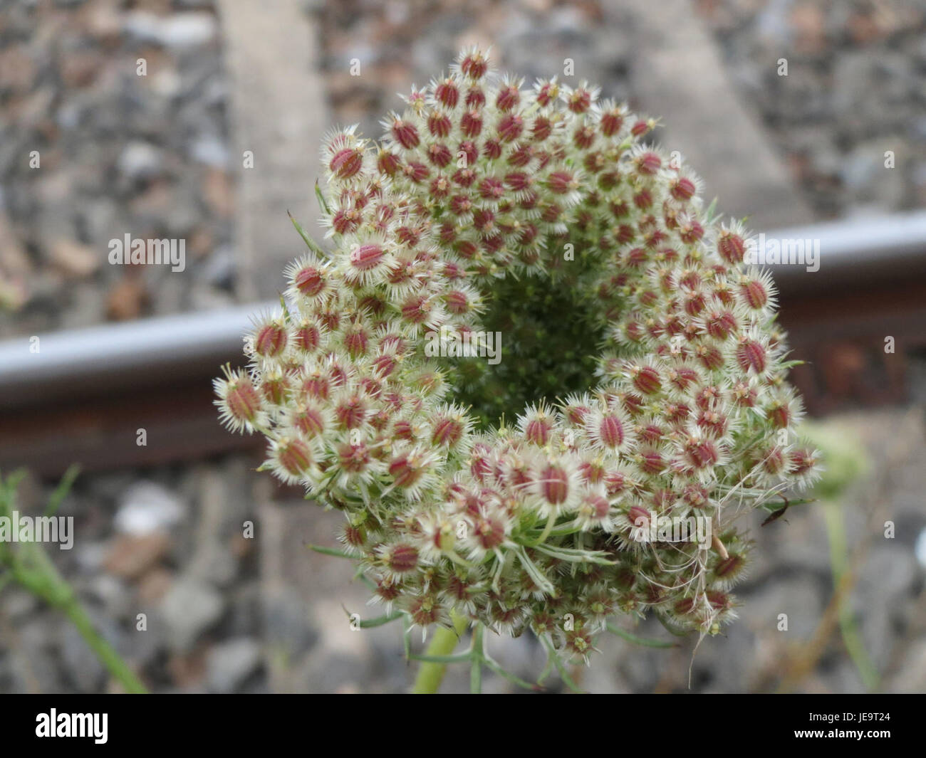 Daucus carota, commonly known as the carrot, is a root vegetable widely ...