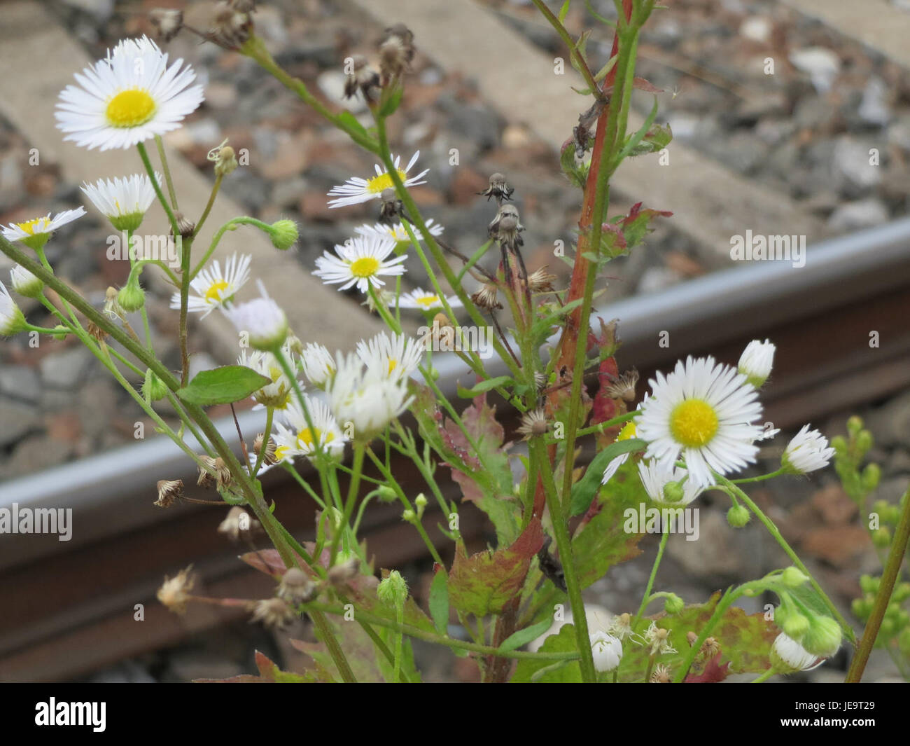 Erigeron annuus, commonly known as annual fleabane, is a herbaceous ...