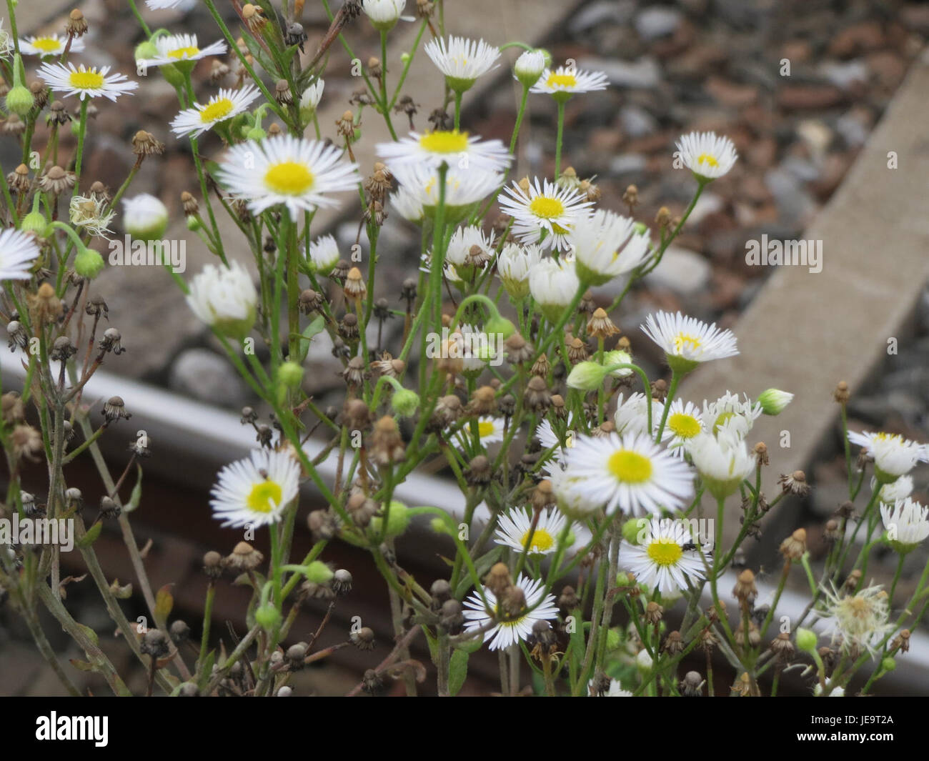 Erigeron annuus, commonly known as annual fleabane, is a species of ...