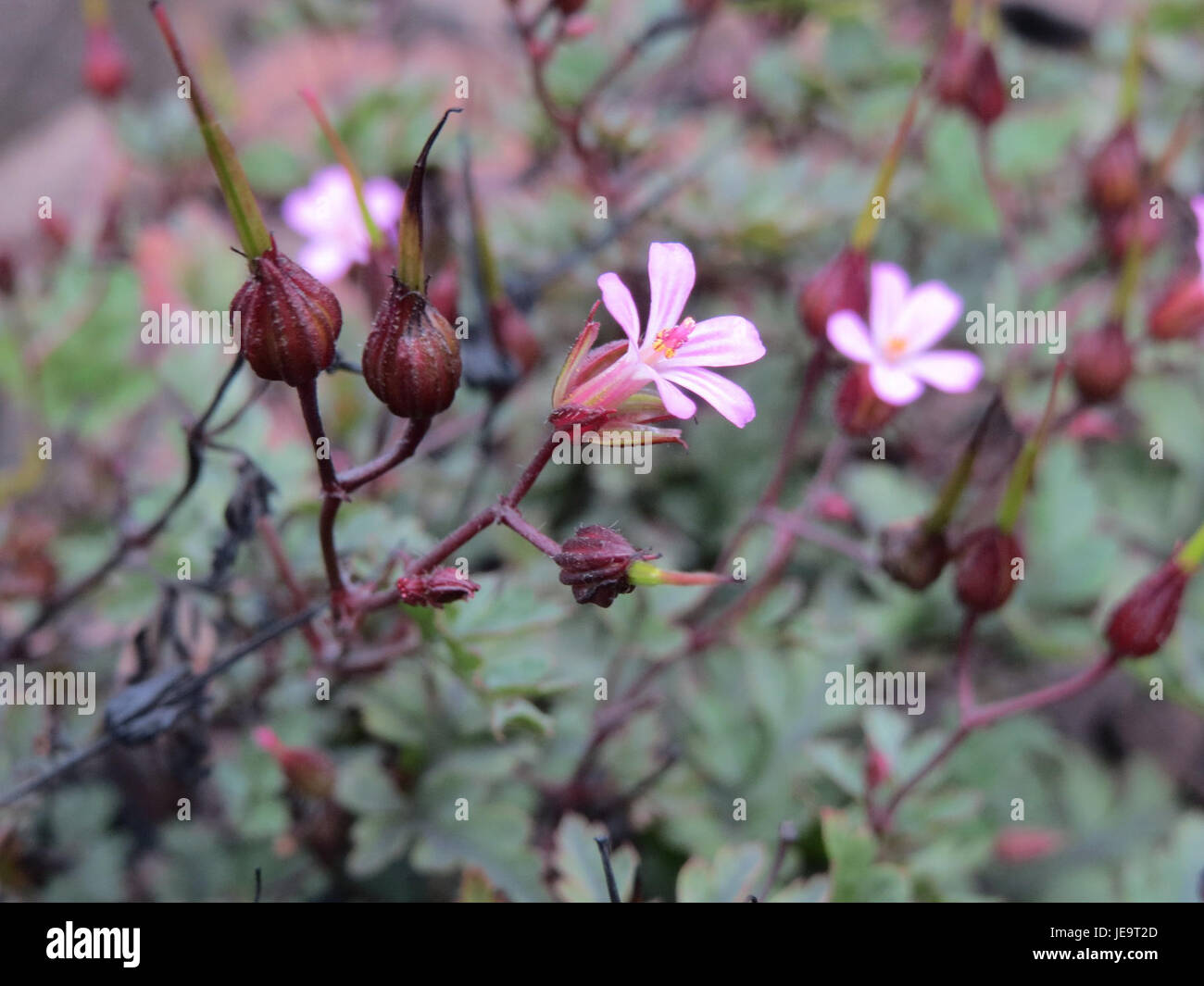 Plants used in traditional native american medicine hi-res stock ...
