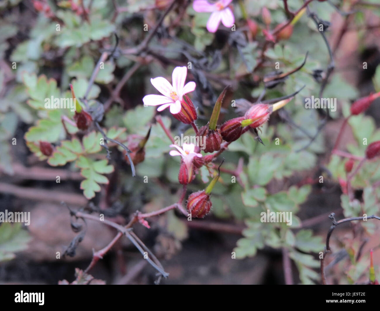 A photograph taken on August 10, 2014, showing Geranium robertianum ...