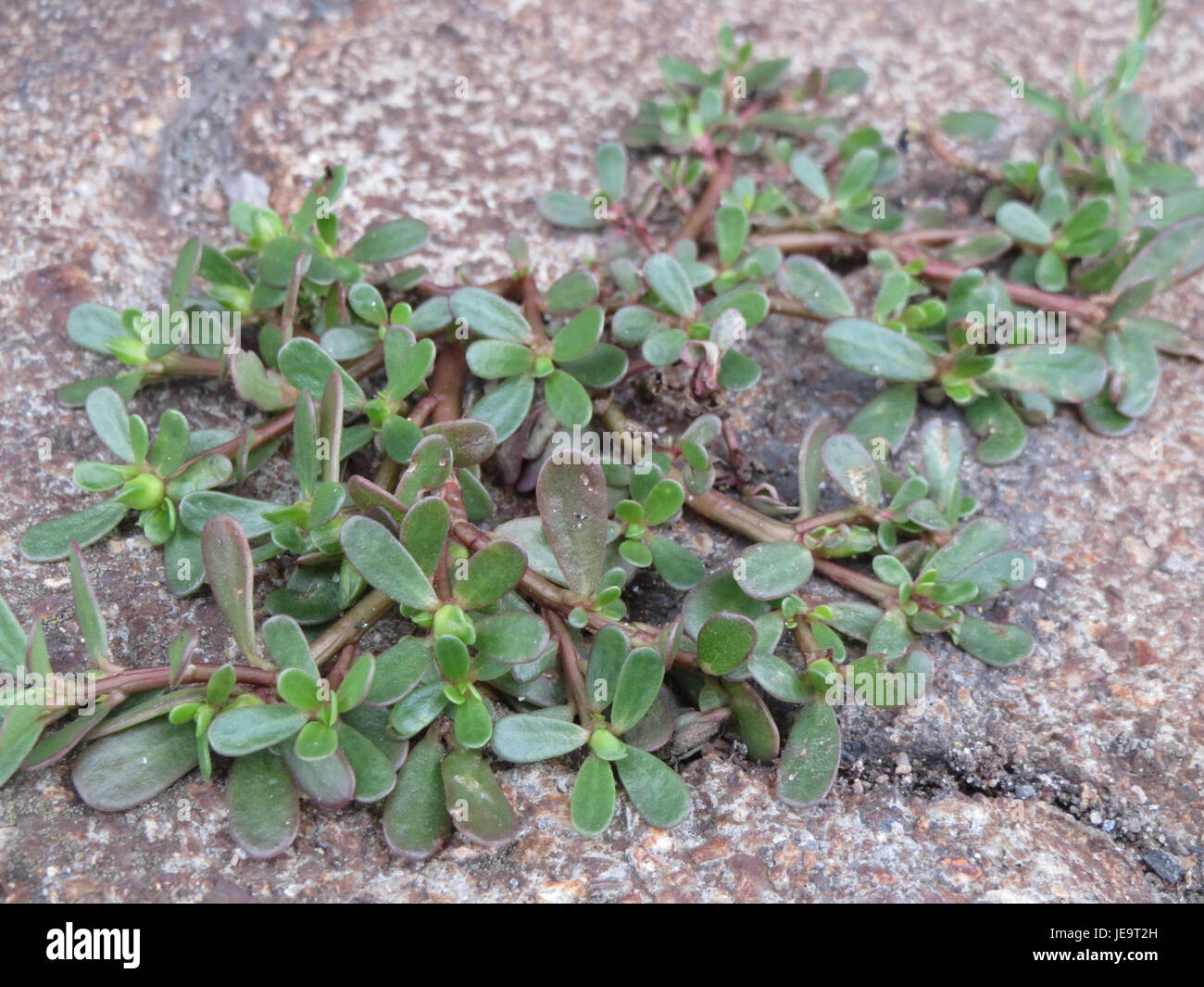 Portulaca oleracea, commonly known as purslane, is shown in this ...
