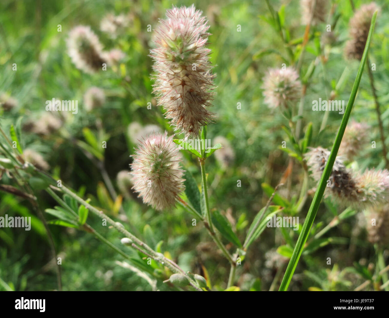 Trifolium arvense, or hare’s-foot clover, is a perennial plant native ...