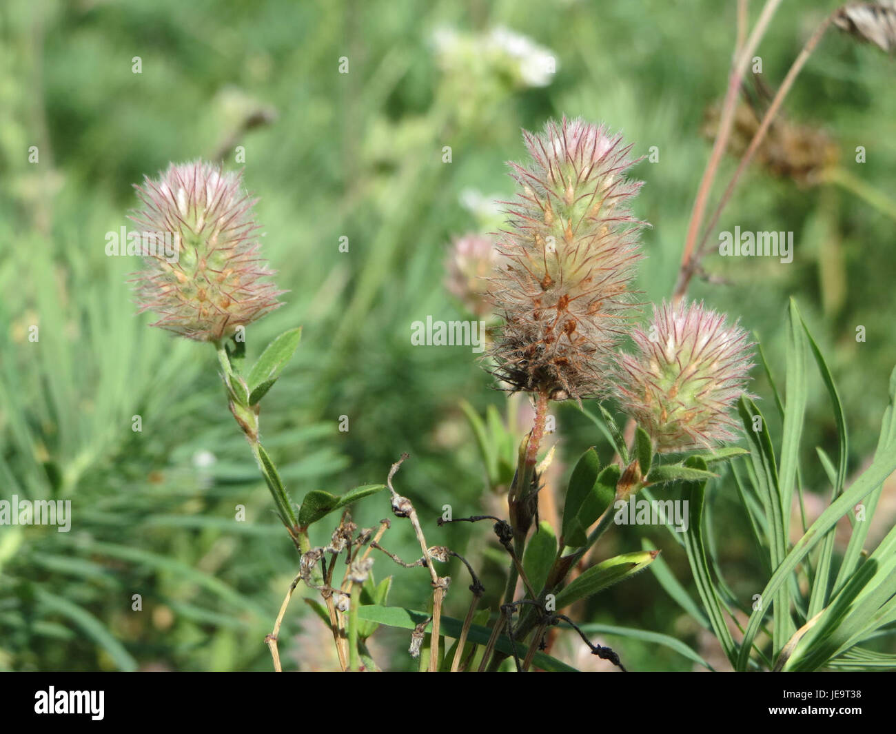 Image of Trifolium arvense, commonly known as Hare's-foot clover, taken ...