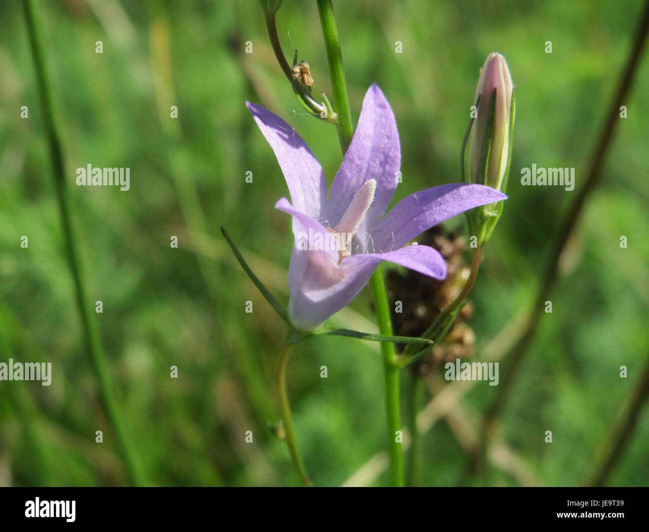 Campanula rapunculus, commonly known as rampion bellflower, is a ...