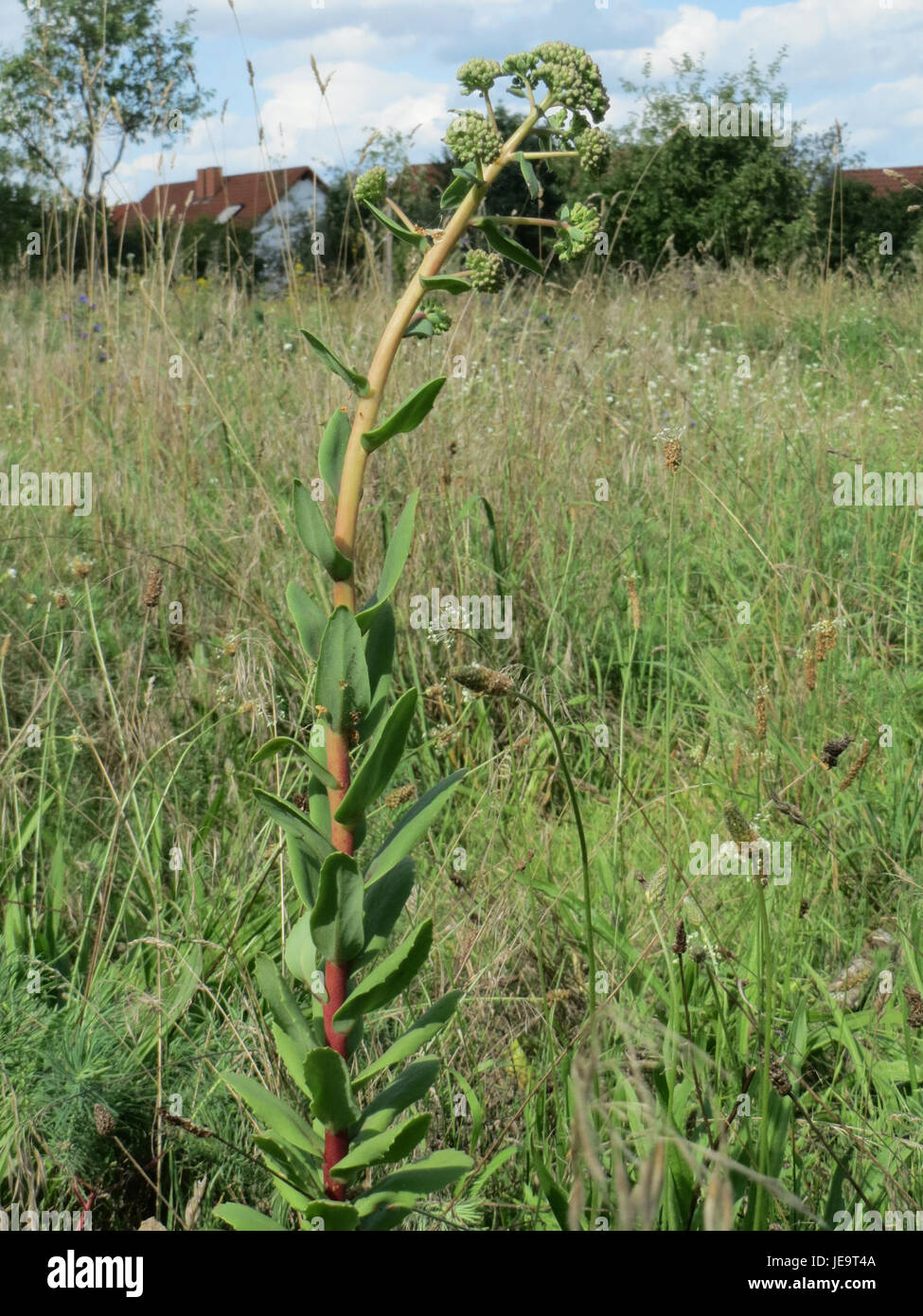 Hylotelephium telephium, also known as the Orpine or live-forever plant ...