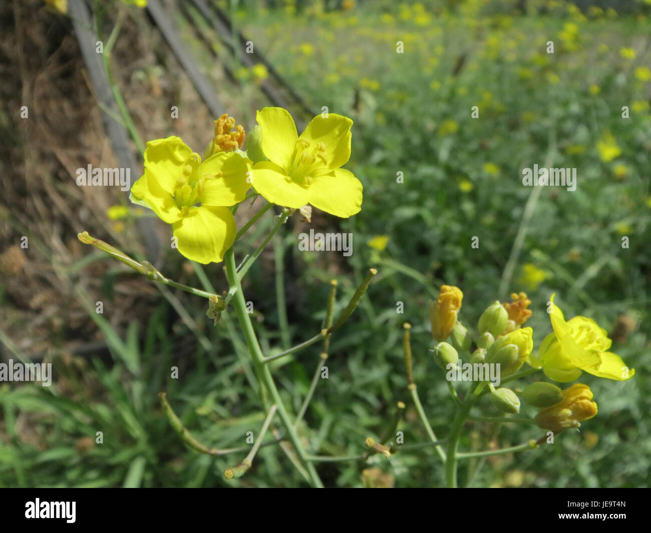 Diplotaxis tenuifolia, also known as wild rocket, is a plant species from the Brassicaceae ...