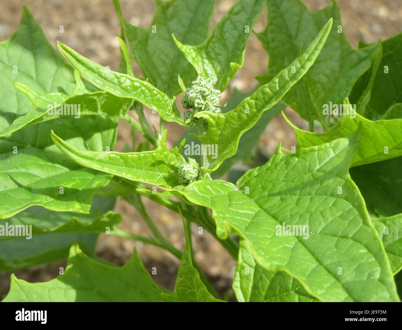 Plant features small clusters hi-res stock photography and images - Alamy