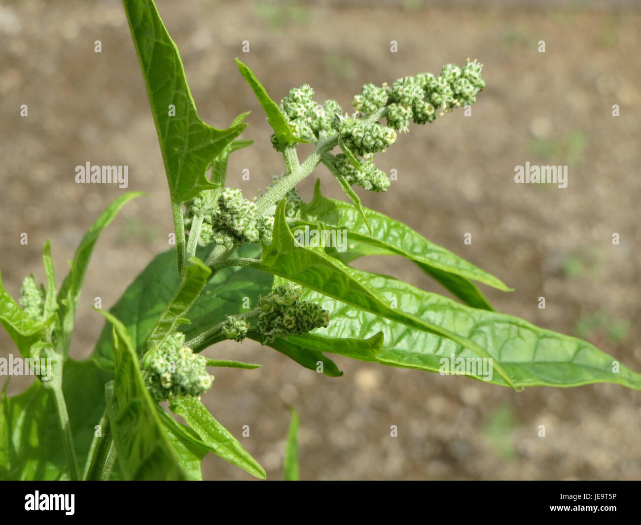 Adaptive species hi-res stock photography and images - Alamy