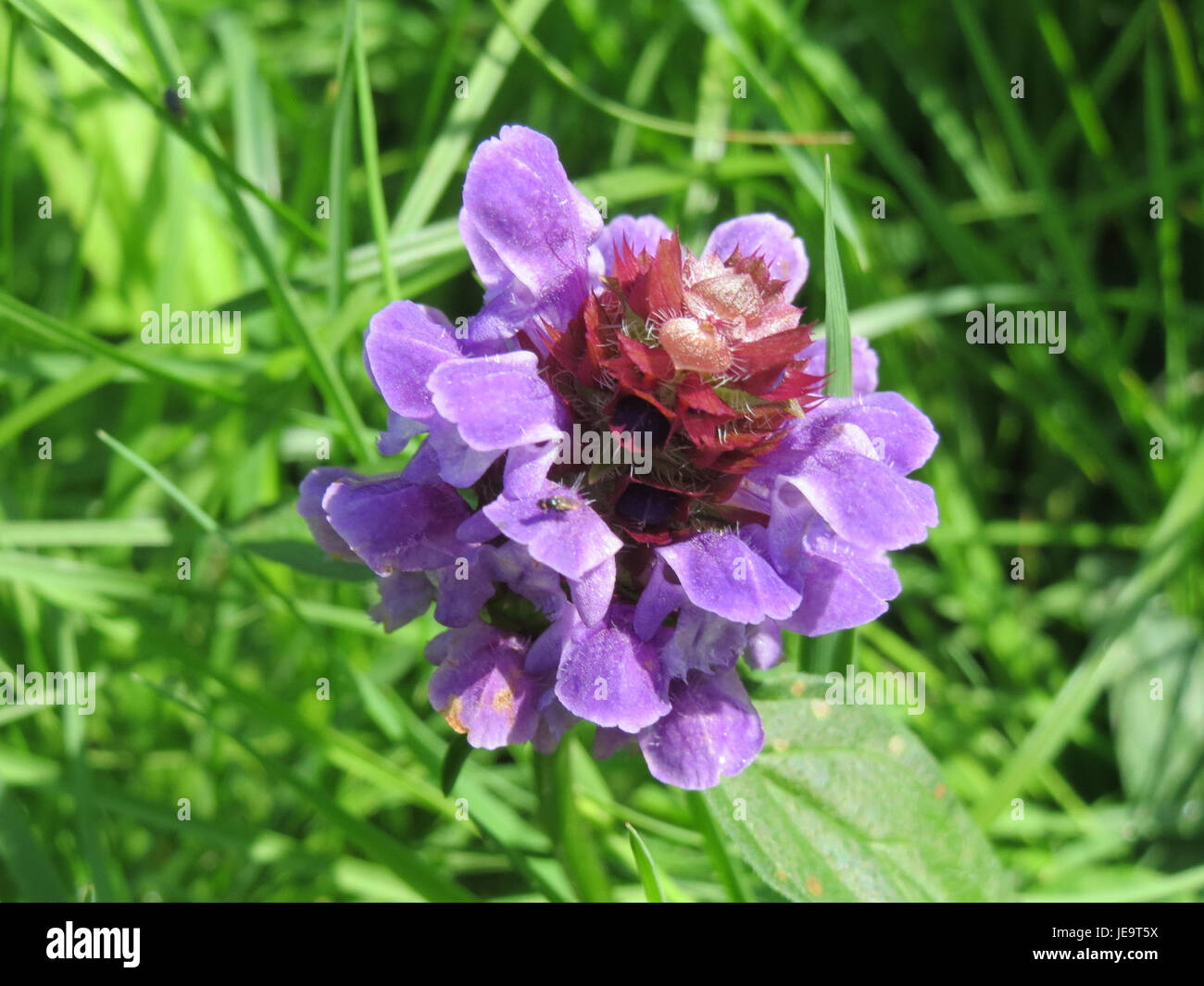 The image shows Prunella vulgaris, commonly known as the self-heal ...