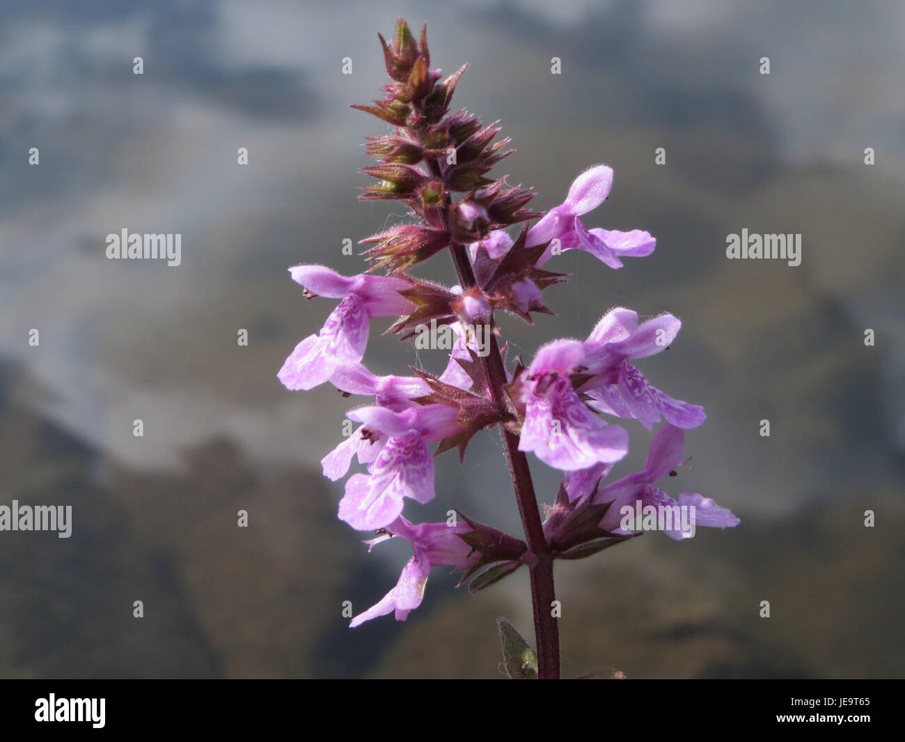 Stachys palustris, also known as marsh woundwort, is a perennial herb ...