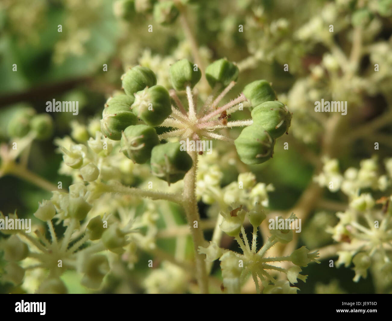 This image features Aralia elata, commonly known as the Japanese ...