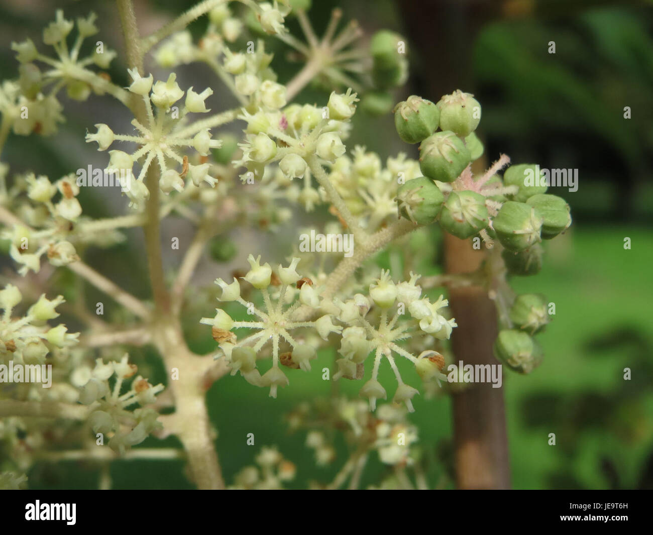 The Aralia elata, commonly known as Japanese angelica tree, is a ...