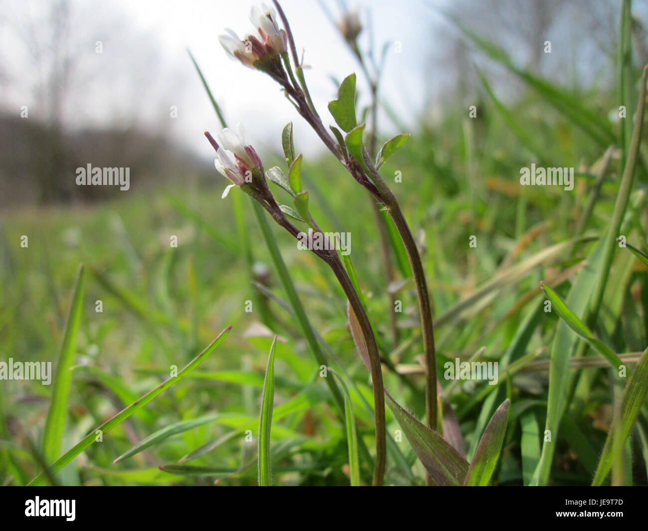 Schaumkraut (Cardamine hirsuta), also known as the 'toothwort,' is a ...