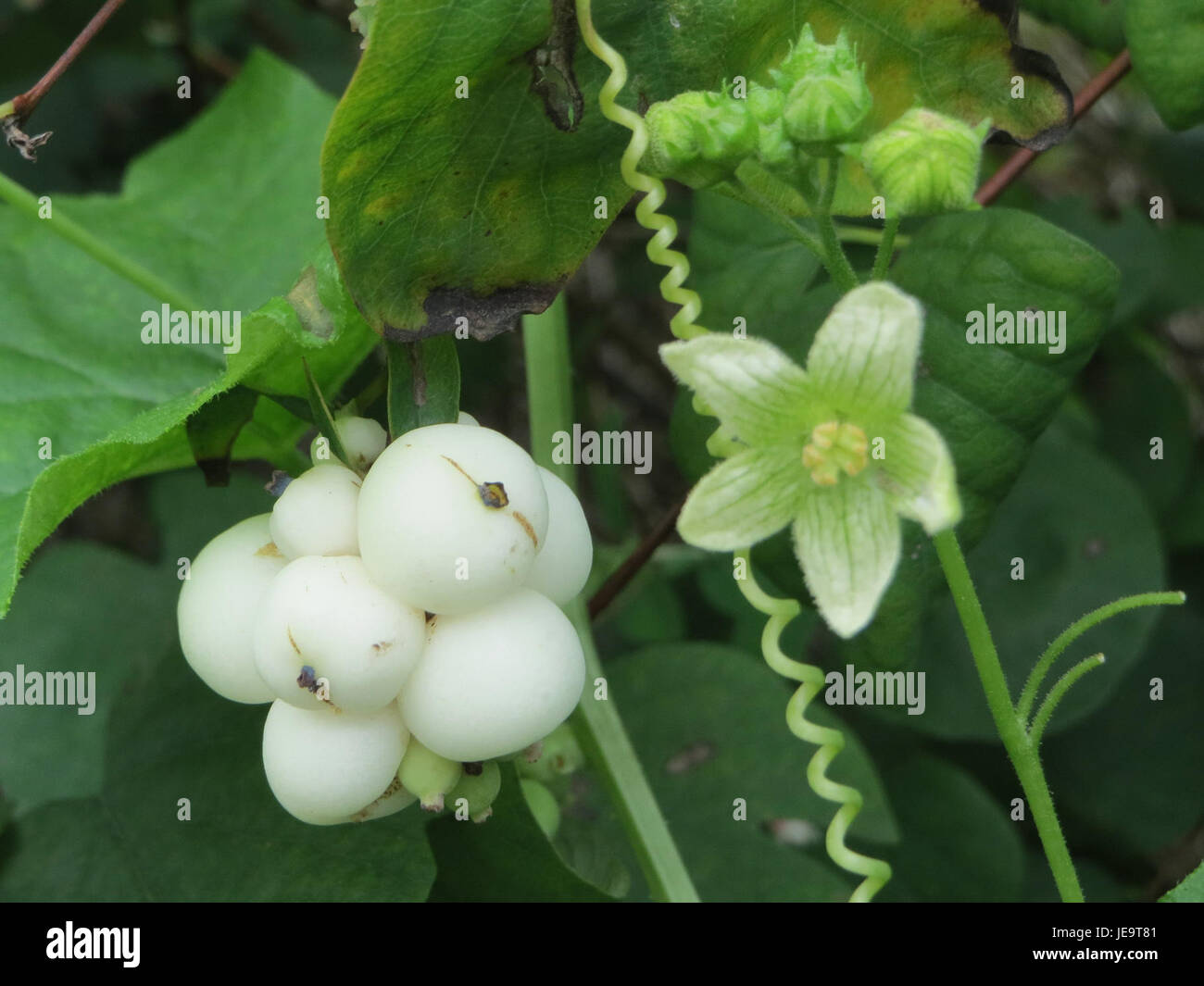 White bryony bryonia dioica hi-res stock photography and images - Alamy
