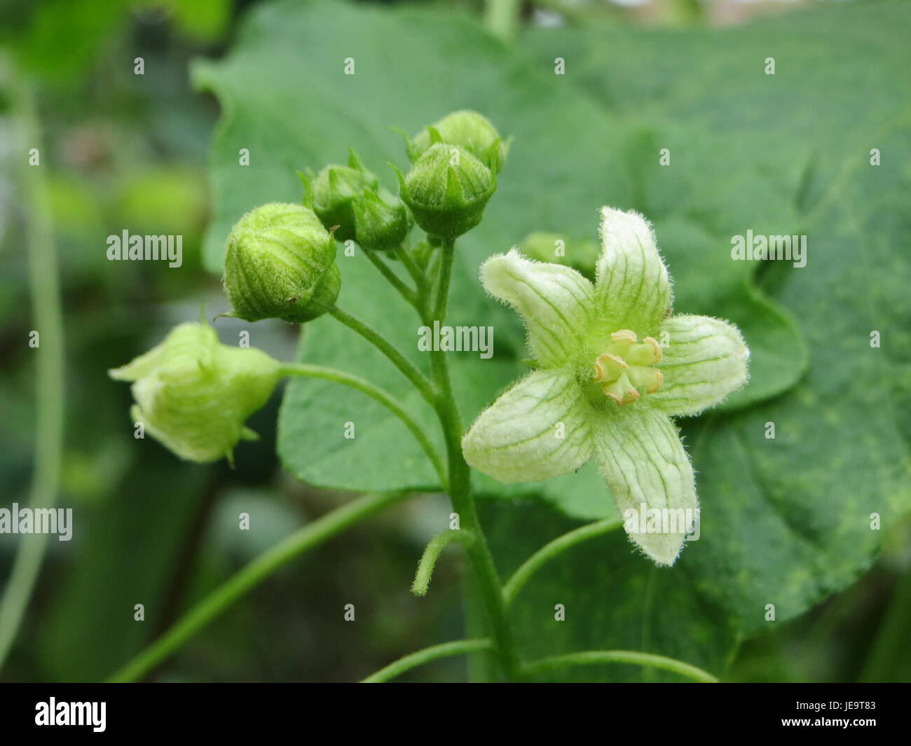 Plant white bryony bryonia hi-res stock photography and images - Alamy