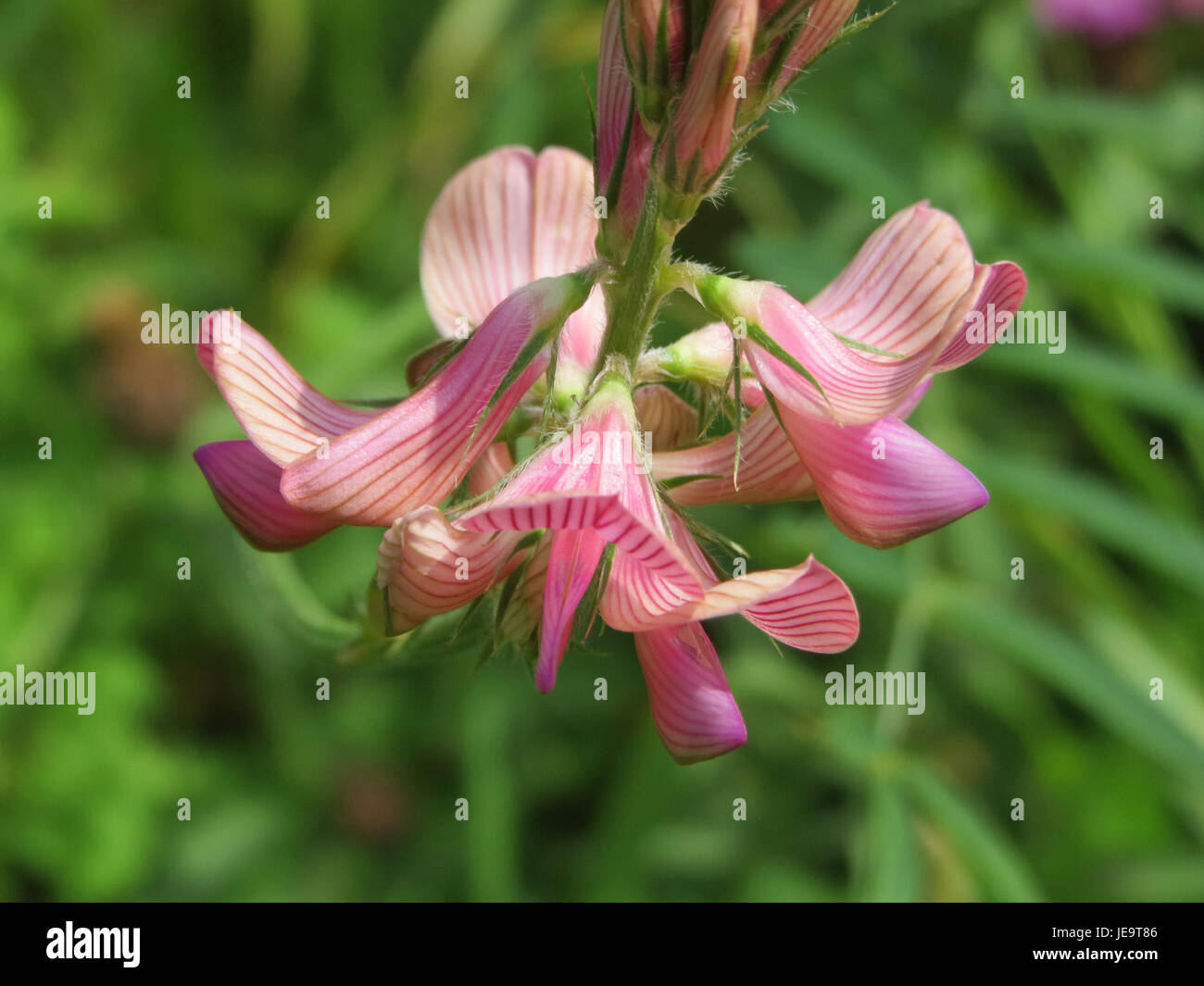 Onobrychis viciifolia, also known as sainfoin, is a perennial legume ...