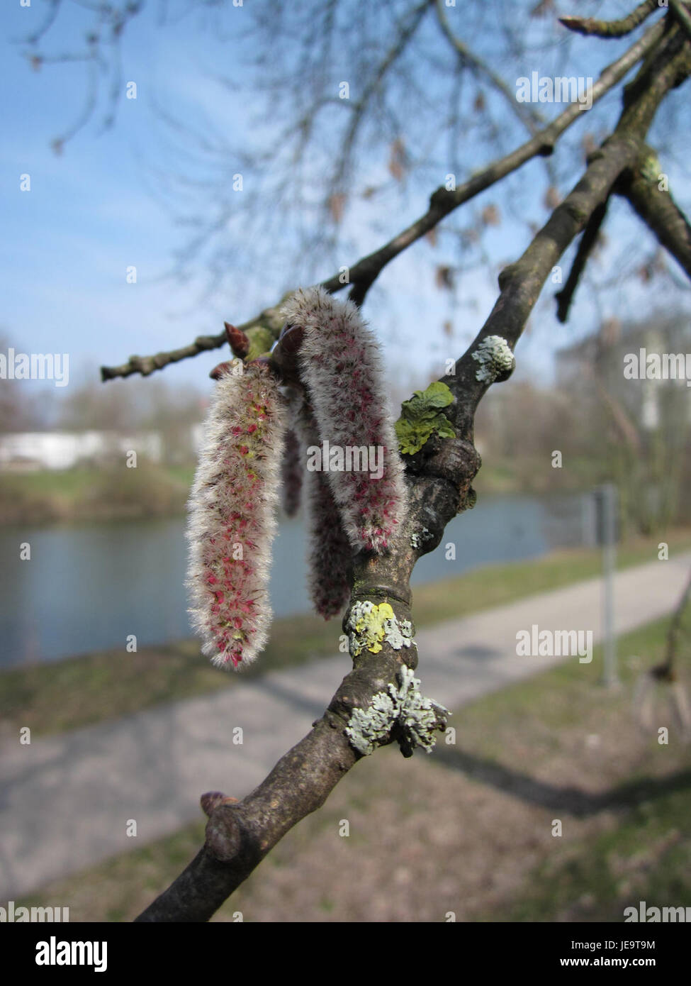 This photograph depicts a Pappel tree, also known as a poplar, located ...