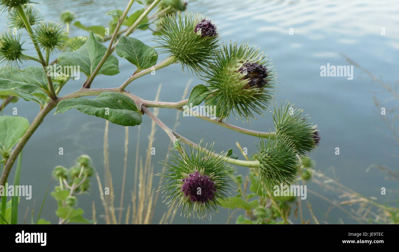 This image shows a wild plant species called Klette (burdock) in the ...