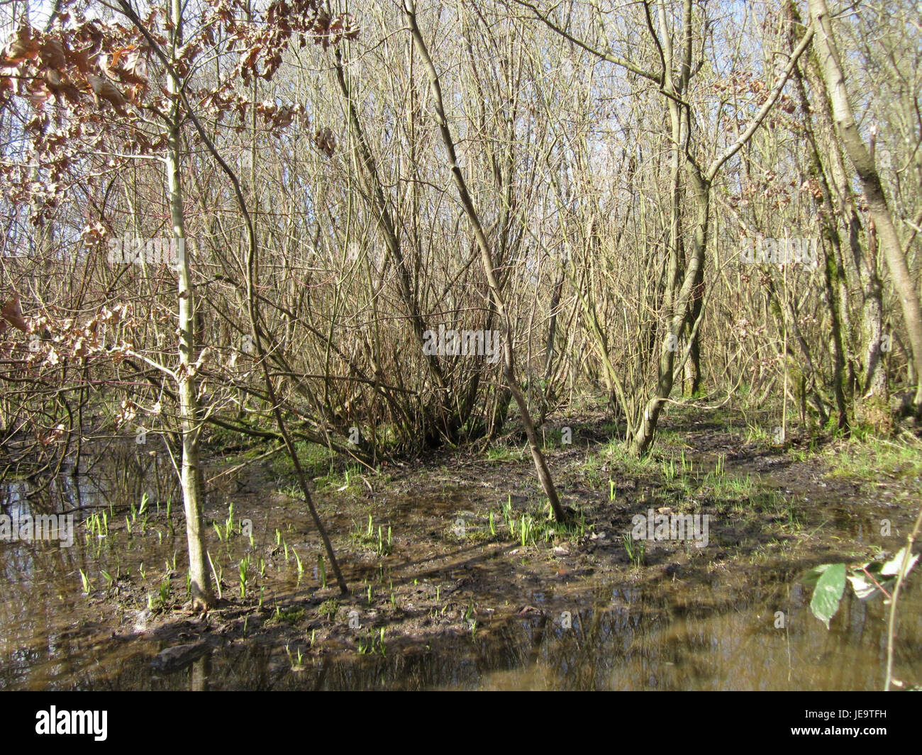 A photograph of St. Arnualer Wiesen, a scenic area near Saarbrücken ...