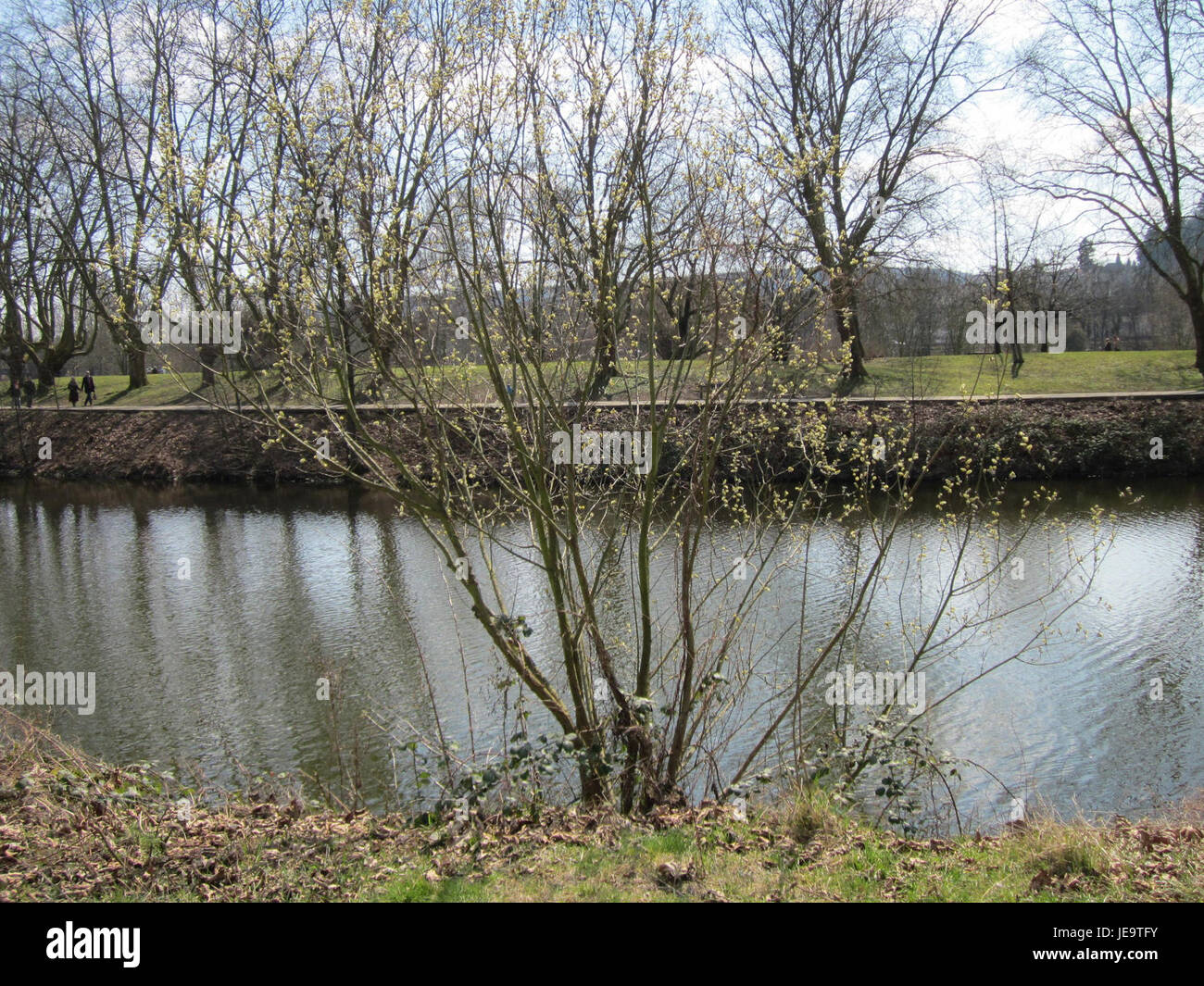 Salix genus hi-res stock photography and images - Alamy