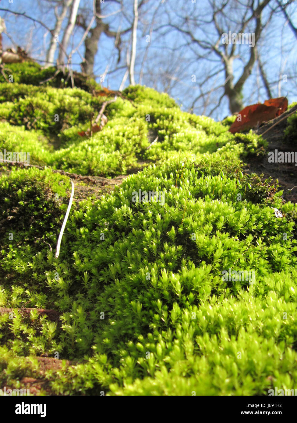 Mithras hi-res stock photography and images - Alamy