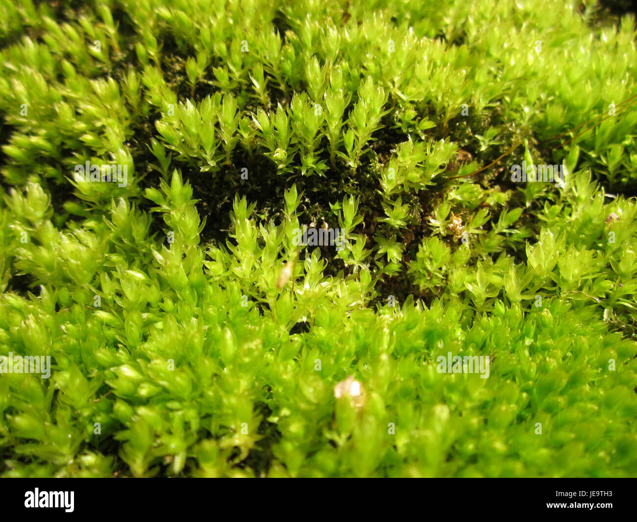 The Mithrasgrotte at Halberg is a historical cave shrine dedicated to ...
