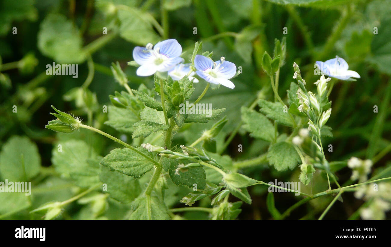 Ehrenpreis (Veronica), a genus of plants, is commonly found in Staden ...