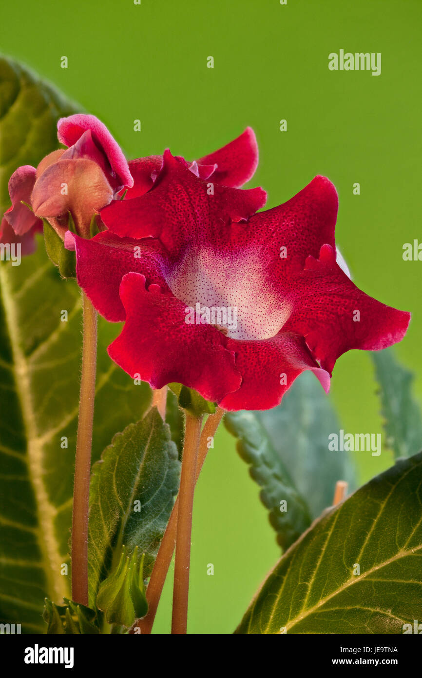 Red burgundy gloxinia flowers Macro shot Stock Photo - Alamy