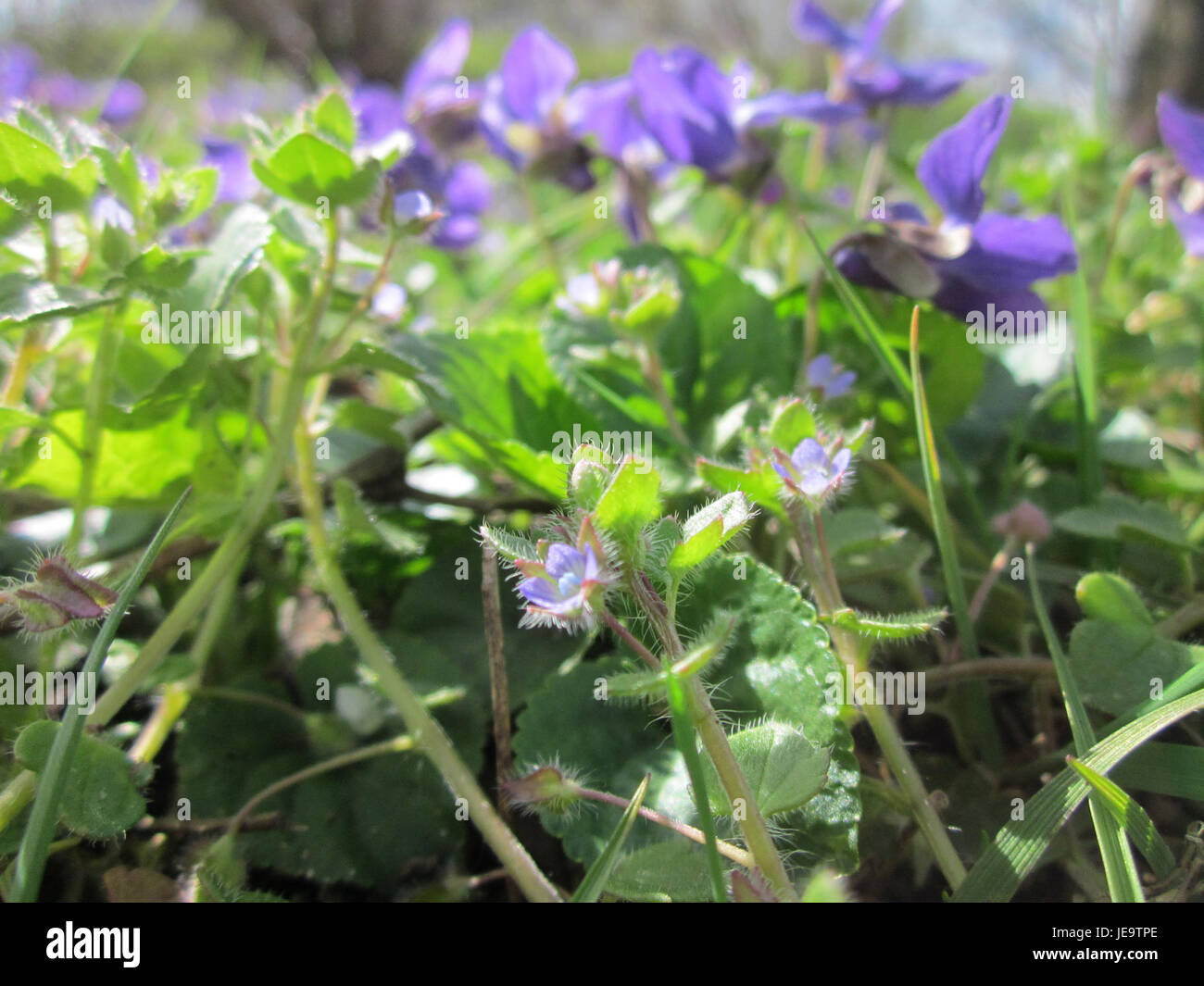 A photo of 'Duftveilchen' taken in Hockenheim, featuring a group of ...
