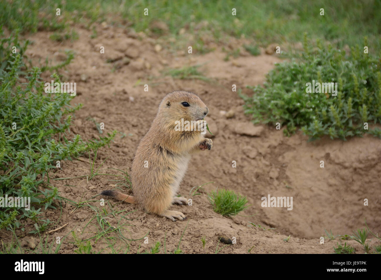 Prairie dog standing upright hi-res stock photography and images - Alamy