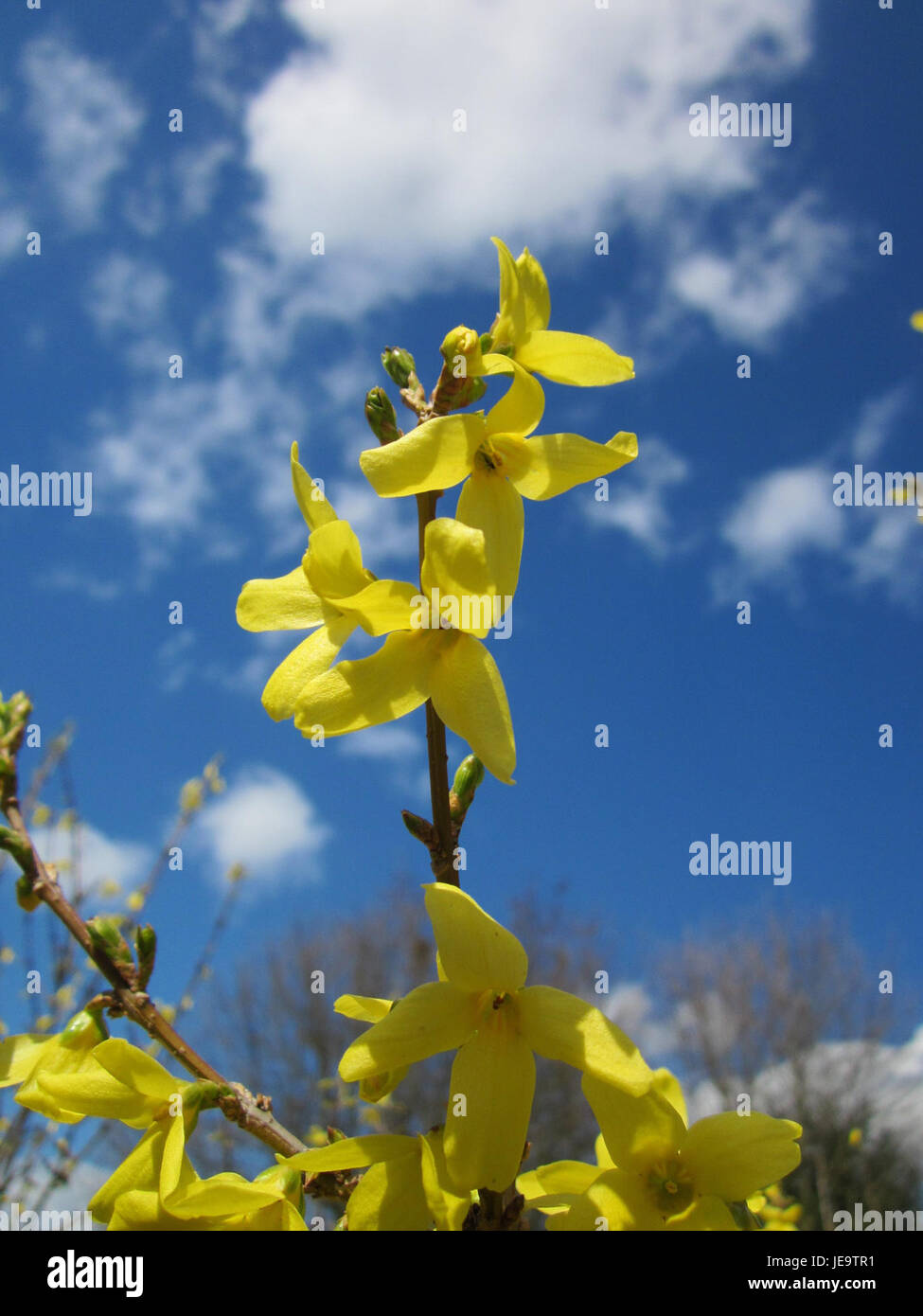 The image shows Forsythia, a flowering shrub known for its vibrant ...