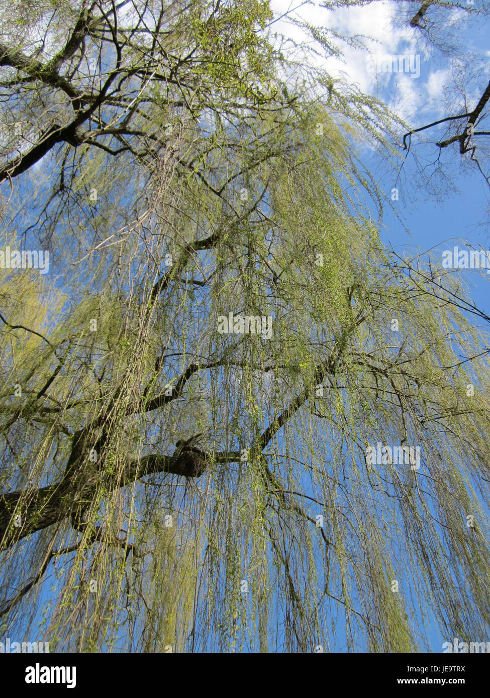 The image shows a Trauerweide (weeping willow) tree in Ebertpark ...