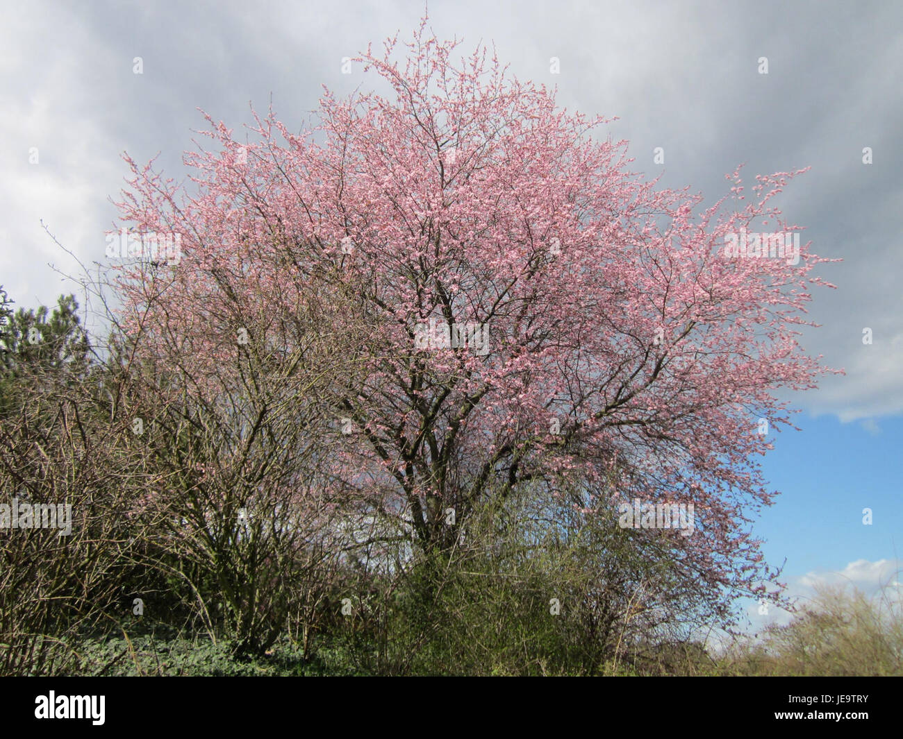 Small prunus cerasifera tree hi-res stock photography and images - Alamy