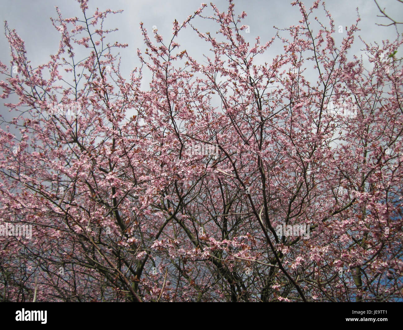 Small prunus cerasifera tree hi-res stock photography and images - Alamy
