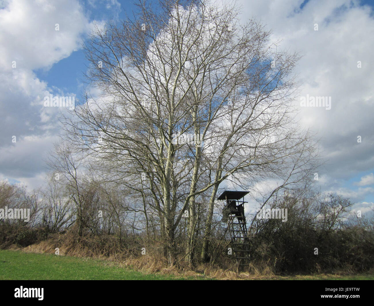 An image of a trembling poplar tree, known as Zitterpappel, taken in ...