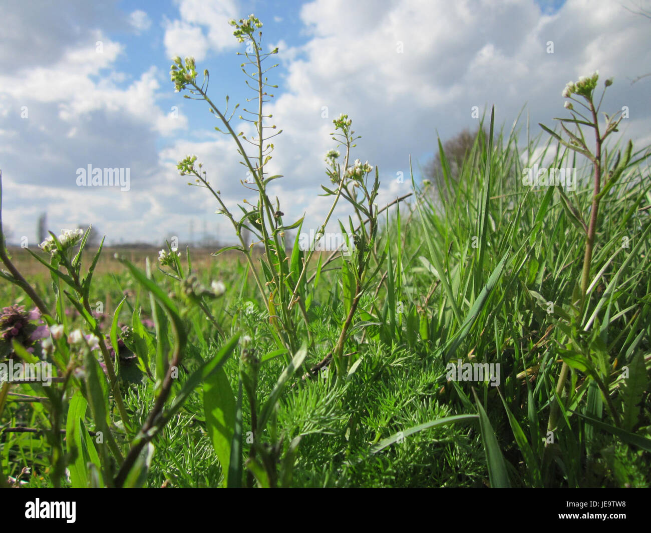 Heart shaped seed pods hi-res stock photography and images - Alamy
