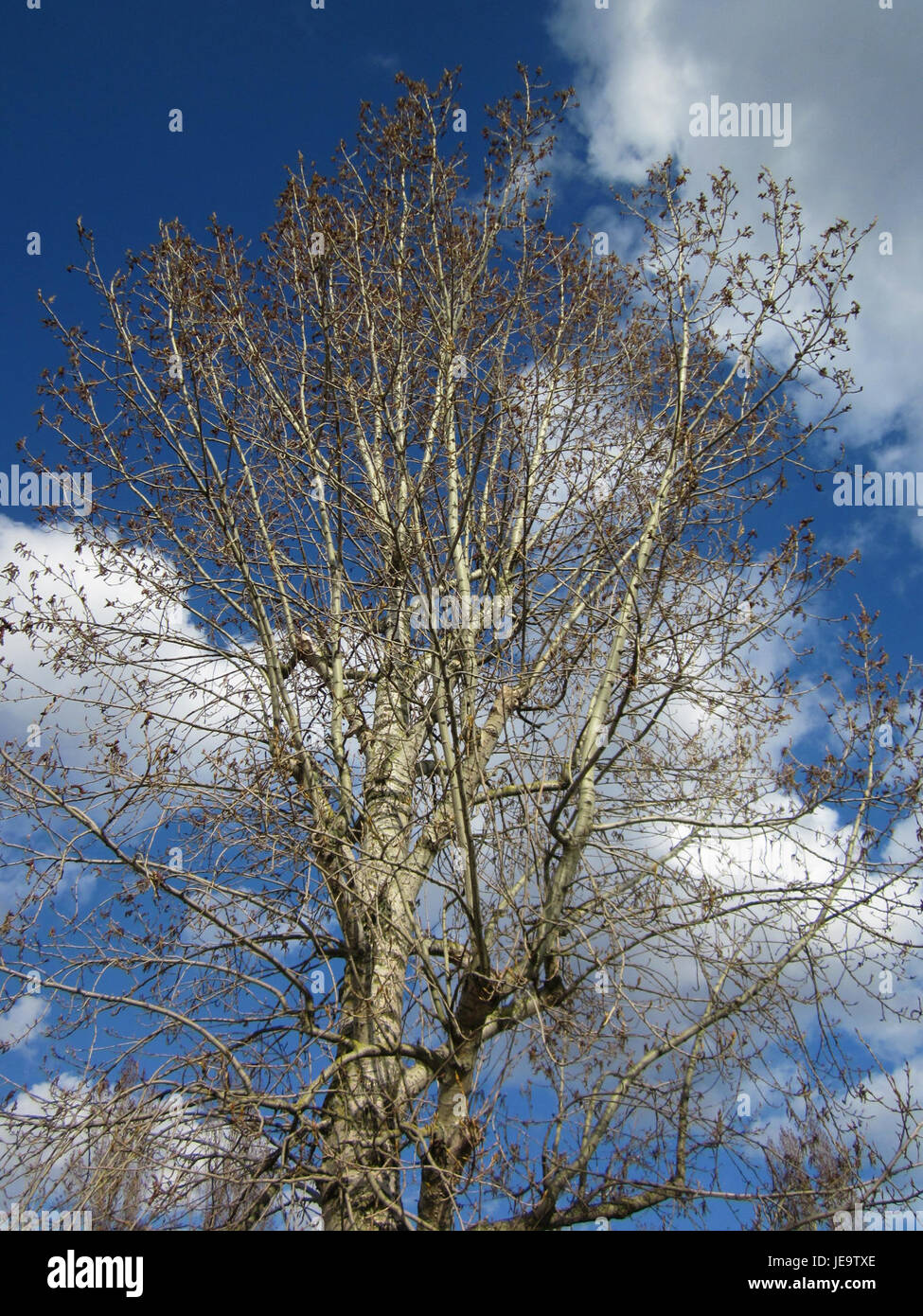 The image shows a Hybrid Poplar tree in the Talhaus area of Germany ...