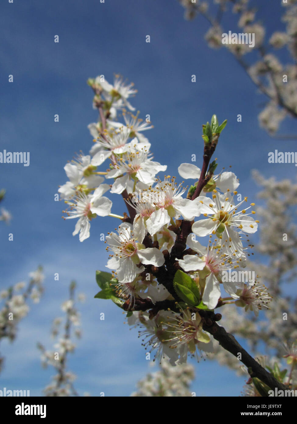 Prunus cerasifera, also known as the cherry plum tree, is shown in ...