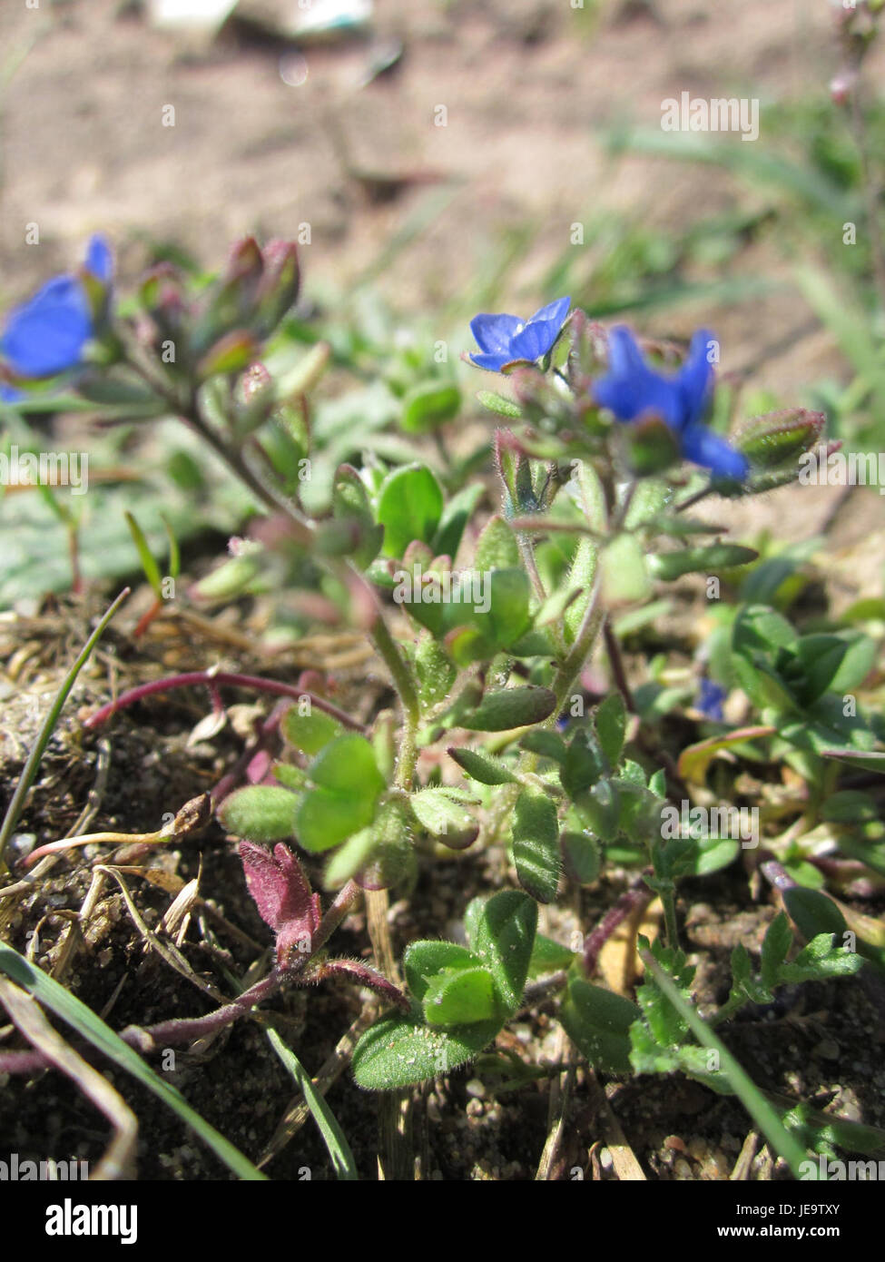 The image depicts the Fingerleaved Speedwell (Veronica filiformis) in ...