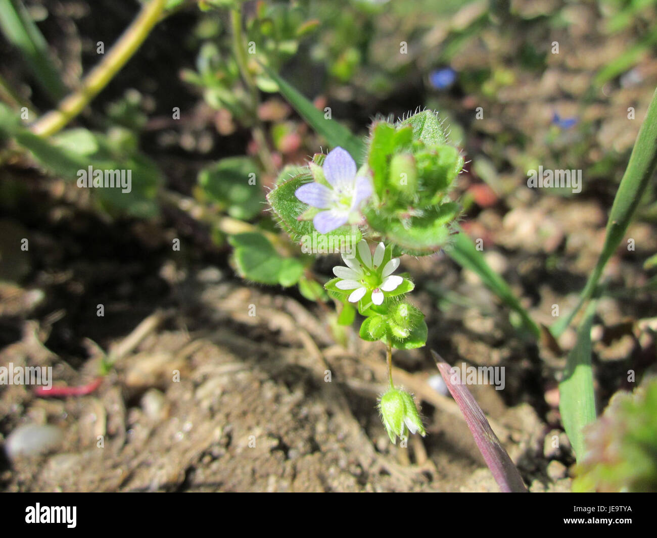 A photograph taken on April 14, 2013, showcasing the growth of Efeu ...