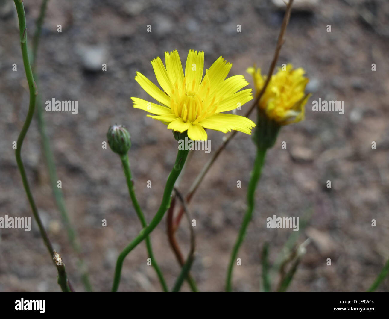Smooth hawks beard hi-res stock photography and images - Alamy