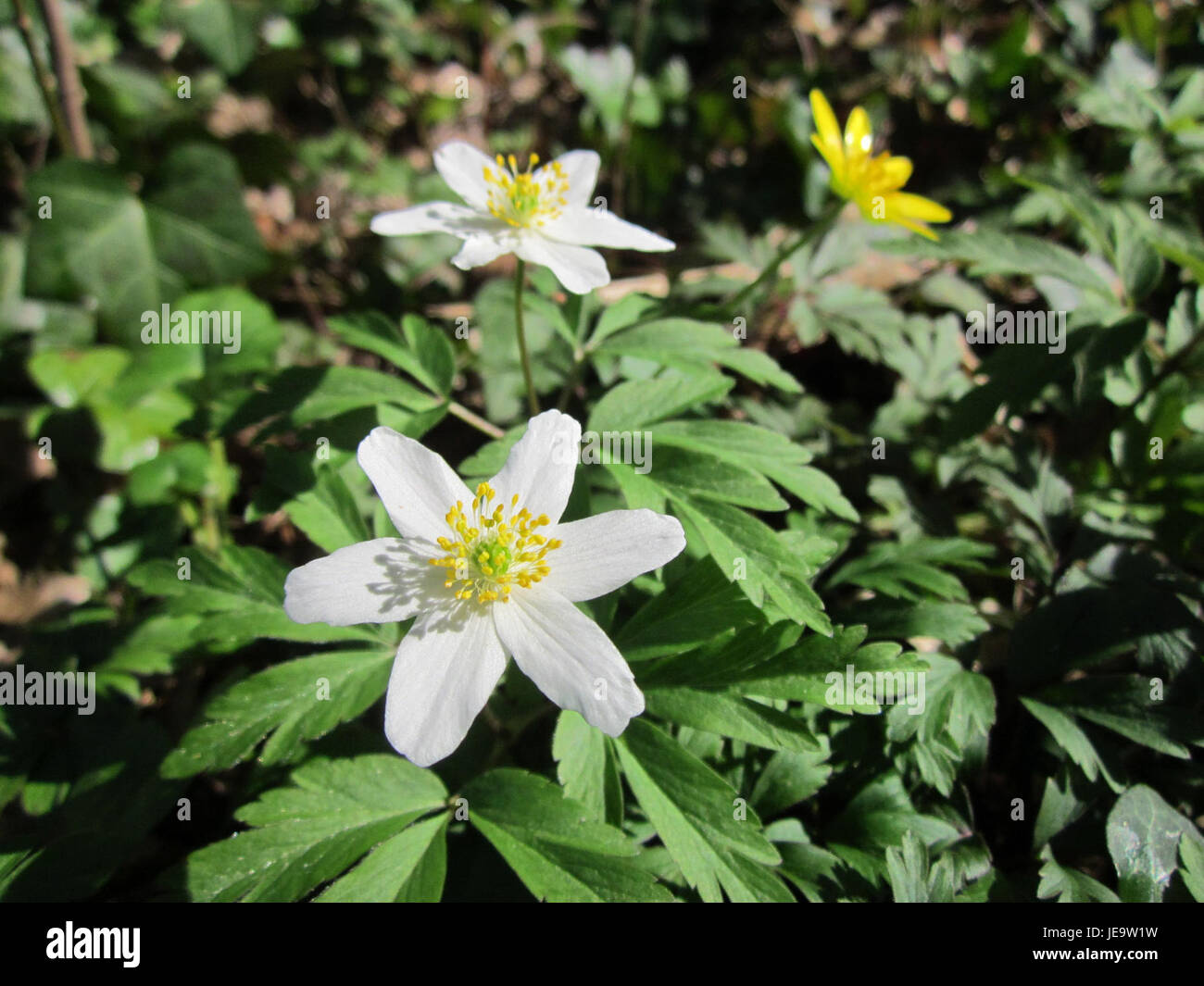 Untere Lusshart is a location in Hockenheim, Germany, known for its ...