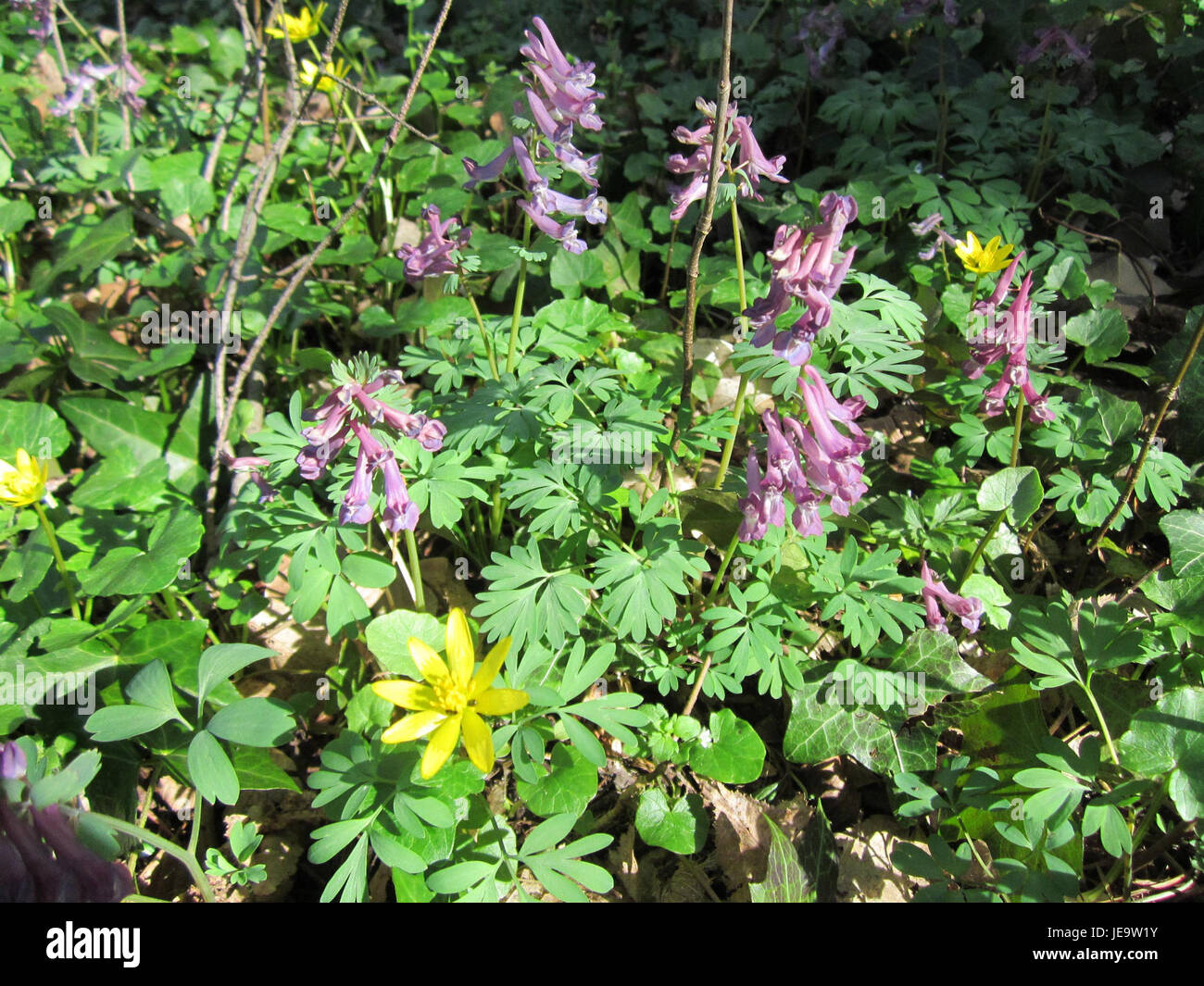 This image depicts the plant Corydalis solida, known as hollowroot or ...